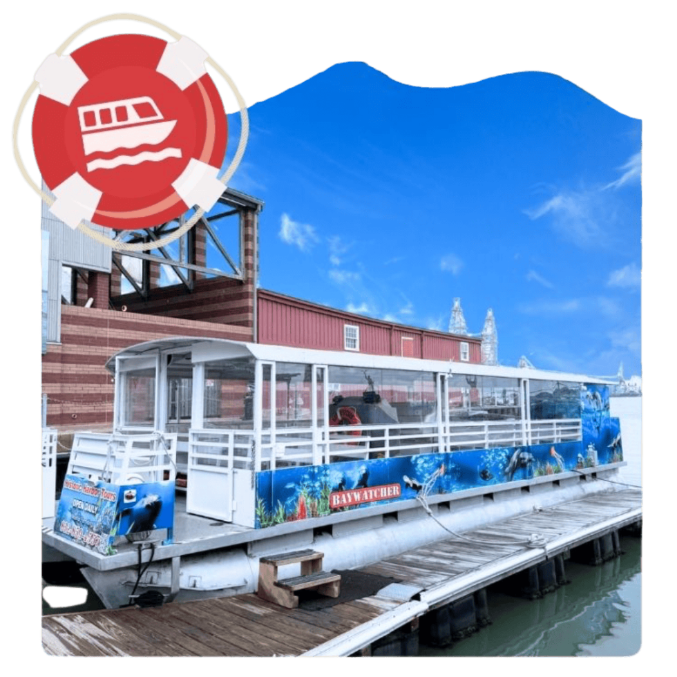 About - Baywatch Dolphin Tours