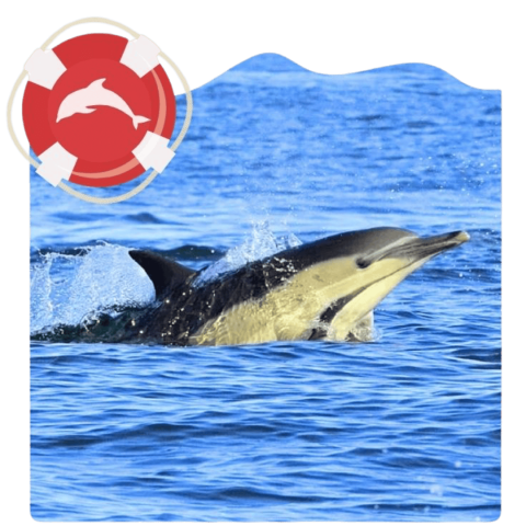 About - Baywatch Dolphin Tours